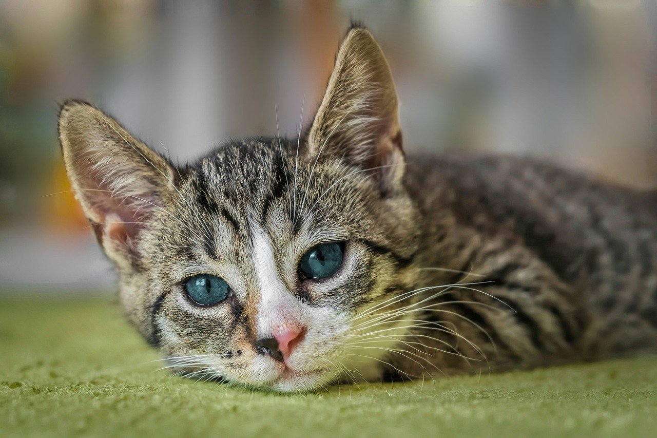 The Ultimate Guide to Choosing an Automatic Cat Litter Box